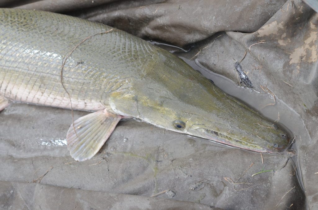 Freshwater Fisheries - LA Fisheries Forward